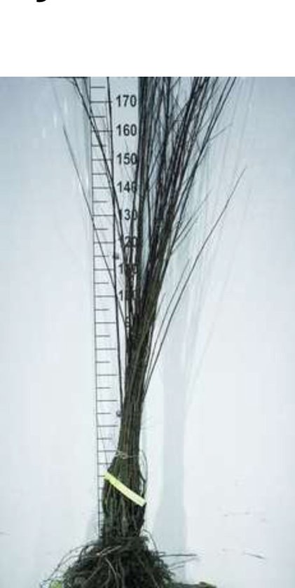 10 x Salix alba - Schietwilg, Knotwilg 60 - 90 cm blote wortel | bol