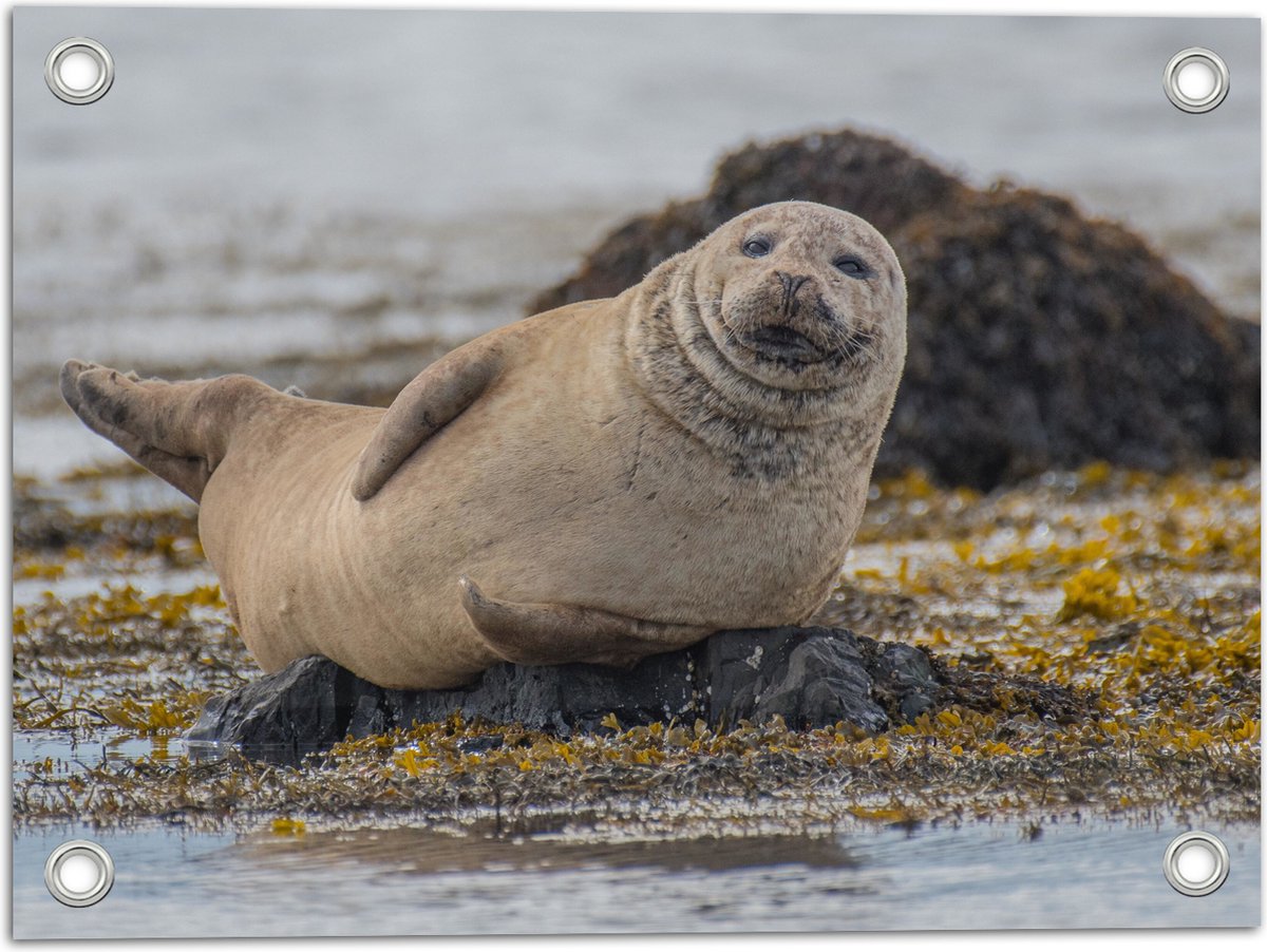 WallClassics - Tuinposter – Chillende Zeehond op Rots in Water - 40x30 cm Foto op... | bol.com