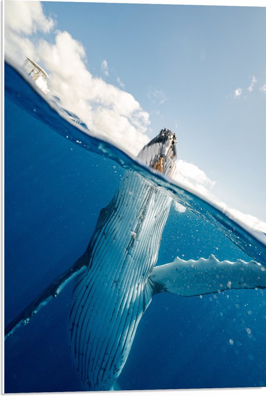PVC Schuimplaat- Zwaaiende Walvis aan het Wateroppervlak - 50x75 cm ...