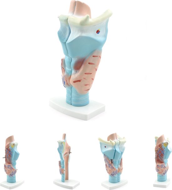 Anatomie model strottenhoofd, 3-delig, 11x24x8 cm | bol