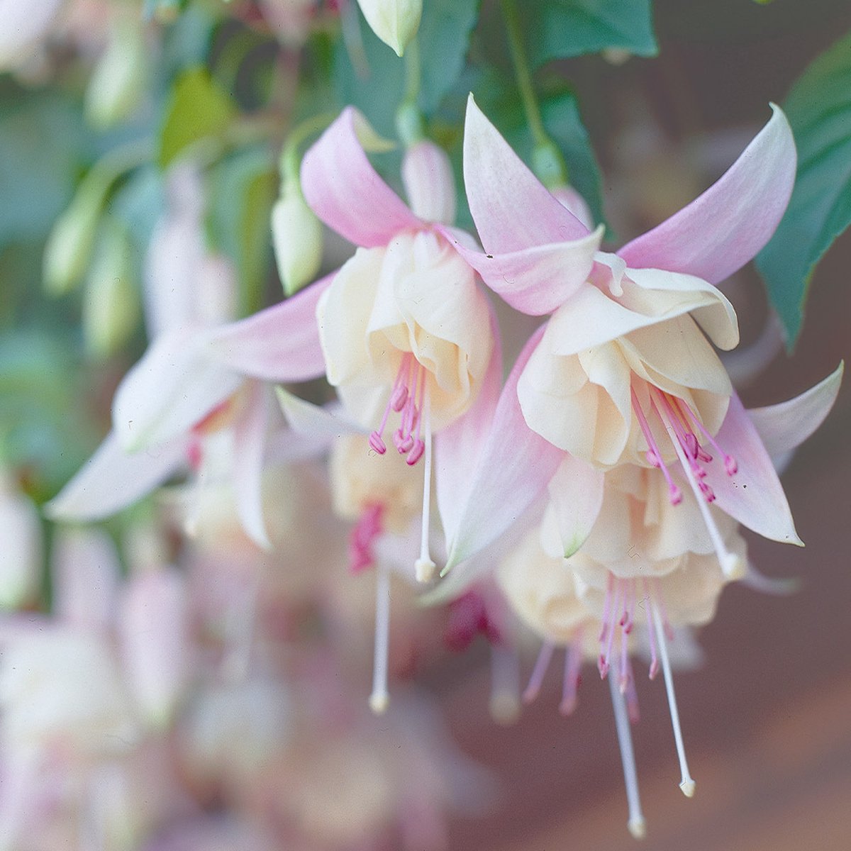 Garden Select - Fuchsia Annabel - 6 Planten - Pot 9cm - Hoogte 15-20cm ...