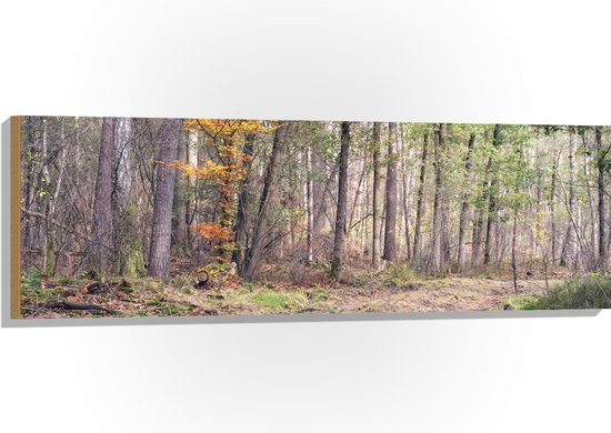 Hout - Kaal Bos in de Herfst in Nederland - 120x40 cm - 9 mm dik - Foto ...