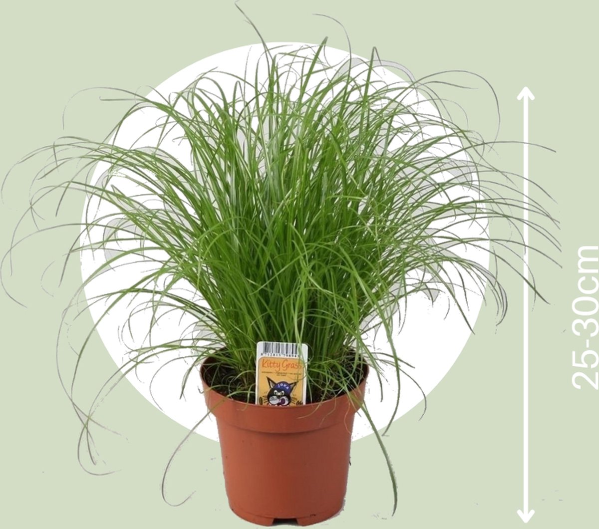 Florabox | Cyperus Zumula - Kattengras - 6 stuks - kamerplant - pot Ø ...