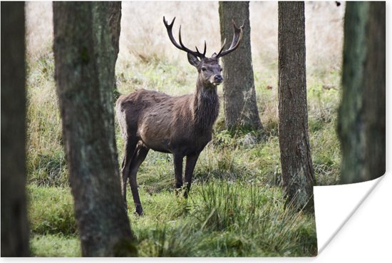 Poster Hert - Bomen - Gras - 30x20 cm | bol