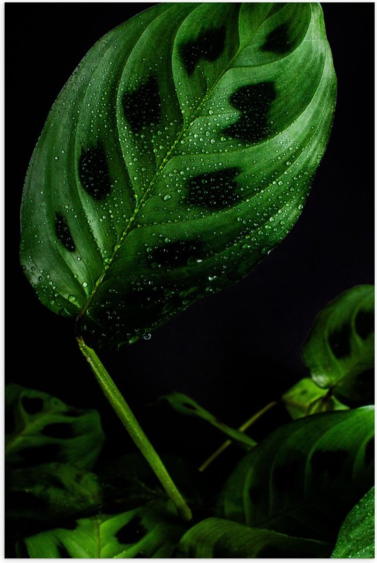 WallClassics - Poster (Mat) - Groene Plant met Donkere Vlekken - 80x120 ...