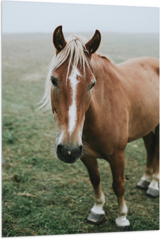 Vlag - Bruin Paard met Witte Aftekening in Groen Grasveld - 80x120 cm ...