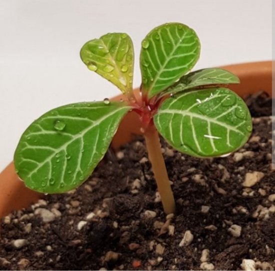 Euphorbia Leuconeura zaden - (10 stuks) - Jewel of Madagascar - Unieke ...