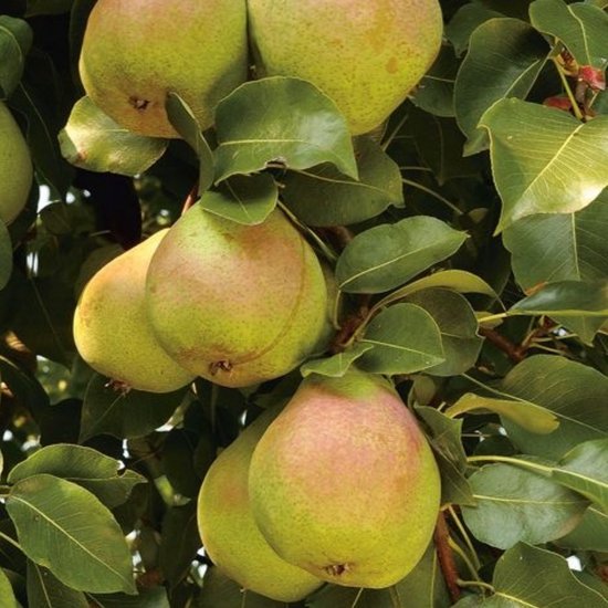 Perenboom - Pyrus Saint Remy | Omtrek: 6-10 cm | Halfstam | bol