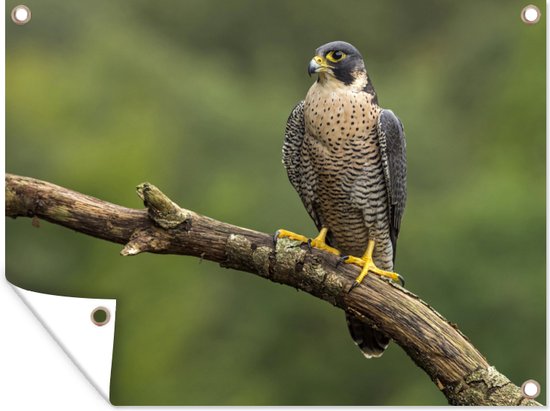 Tuin decoratie Valk - Vogel - Tak - 40x30 cm - Tuindoek - Buitenposter ...