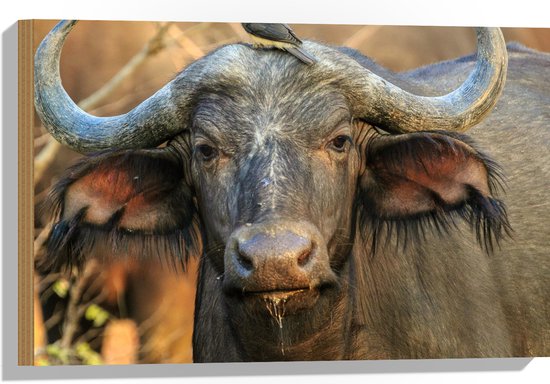 Hout - Portret van Stier met Vogel op Horens - 60x40 cm - 9 mm dik ...