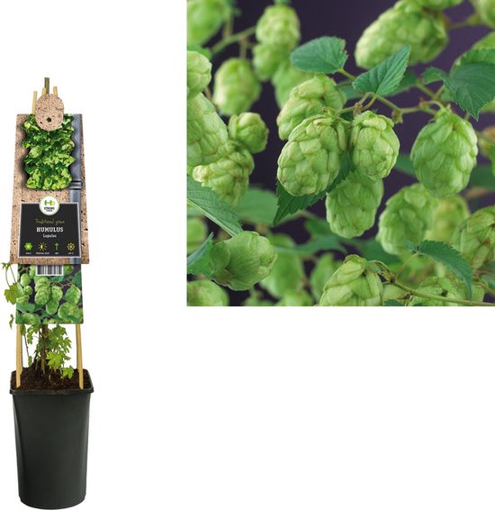 Klimplant Humulus Lupulus Nordbrau (Hopplant) | bol.com