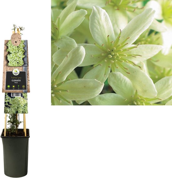 Groenblijvende Klimplant Clematis Pixie (Bosrank) | bol.com