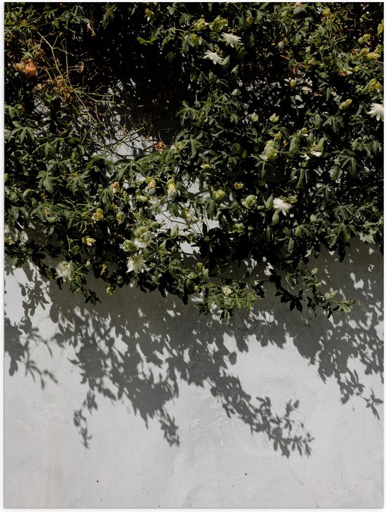 WallClassics - Poster Glossy - Mur Witte avec Plantes Vertes - 30x40 cm ...