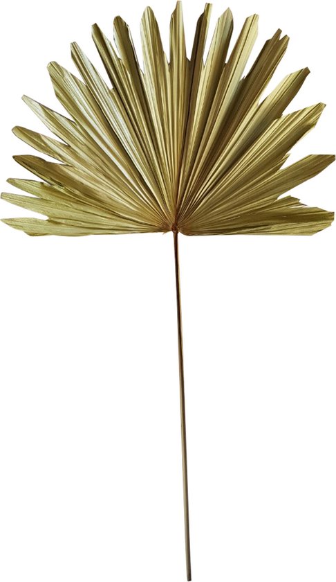 Palmblad/ tak - Gedroogd - 97x38cm - Mars & More | bol