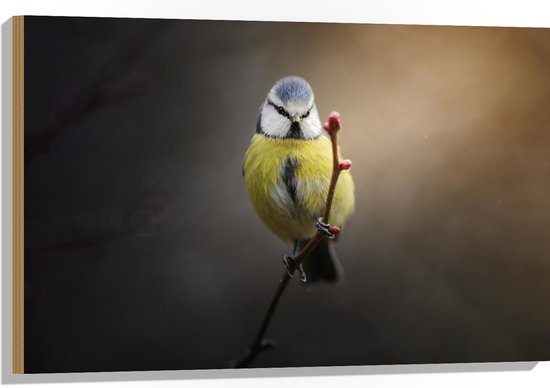 WallClassics - Hout - Pimpelmeesje - 90x60 cm - 9 mm dik - Foto op Hout ...