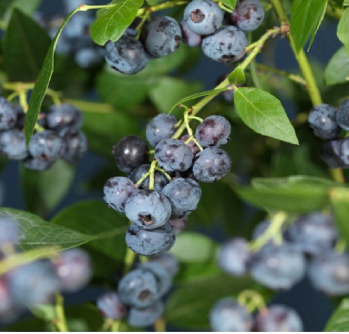 Blauwe Bessen Plant Vaccinium Corymbosum Brigitta Blue 75 cm klimplant ...