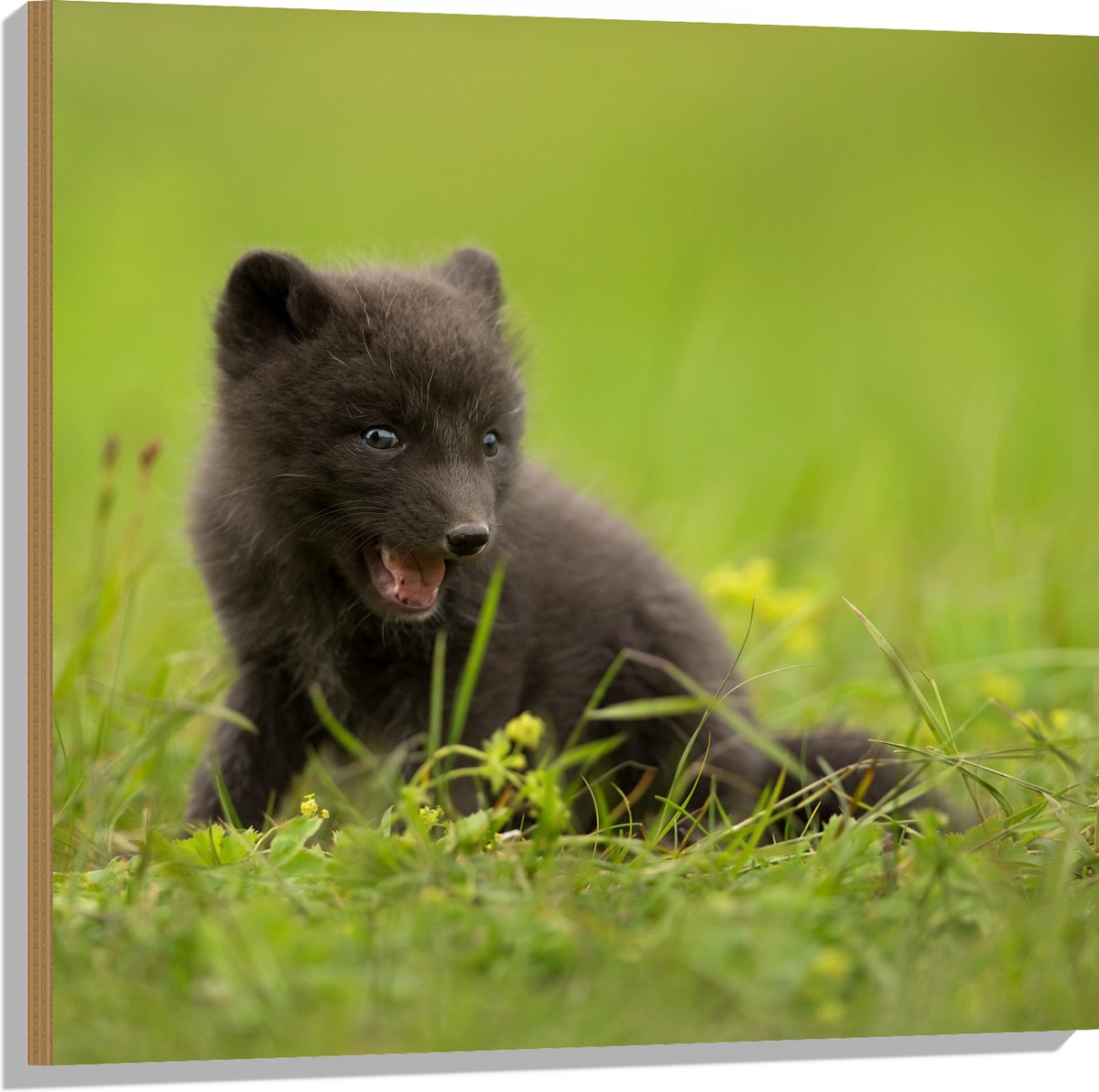 Hout - Zwarte Baby Vos in het Gras - 80x80 cm - 9 mm dik - Foto op Hout ...