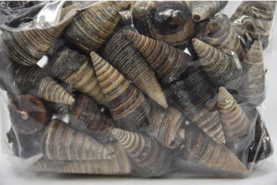 Schelpen - Shell Telescopium 1kg | bol.com