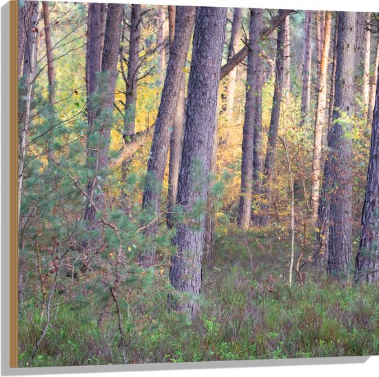 Hout - Bomen in een Bos in Nederland - 80x80 cm - 9 mm dik - Foto op ...