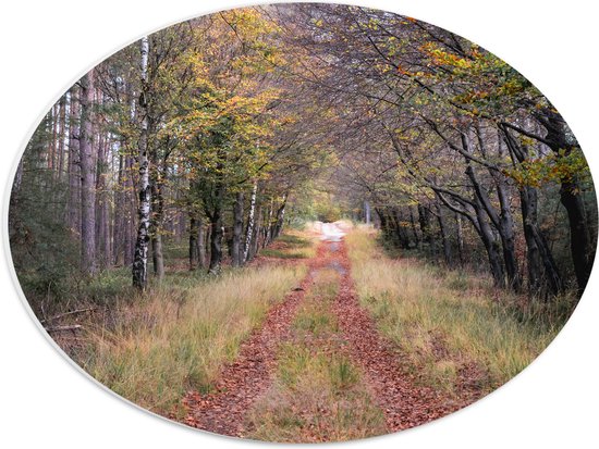 PVC Schuimplaat Ovaal - Bospad in een Bos in Nederland - 40x30 cm Foto ...