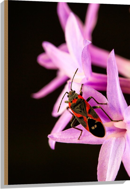 Hout - Zwart met Rode Kever op Felroze Lelie Bloem - 60x90 cm - 9 mm ...