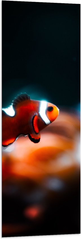 WallClassics - Vlag - Nemo Vis - 40x120 cm Foto op Polyester Vlag | bol