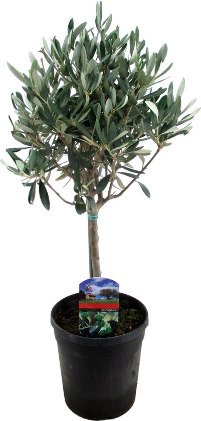 OLEA EUROPAEA - OLIJFBOOM Olijven | bol