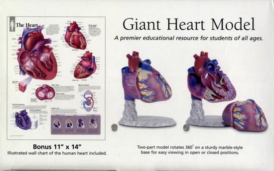 Giant Heart Model | bol