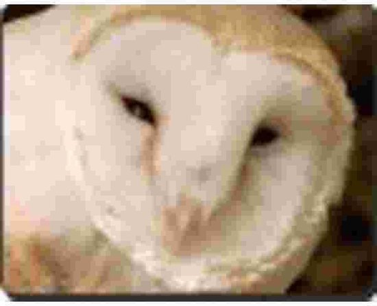 Kerkuil Muismat | bol.com