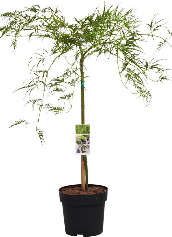 Japanse Esdoorn Groen op stam - Acer Palmatum Dissectum - Totale hoogte ...