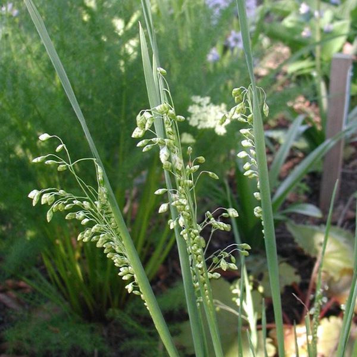 6 x Briza Media - Trilgras pot 9cm | bol.com