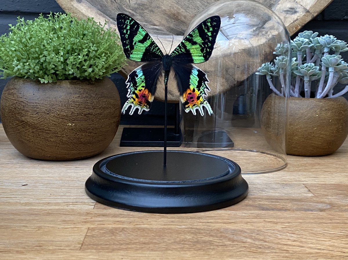 Glazen stolp met Urania Ripheus - Sunset Moth - taxidermie ...