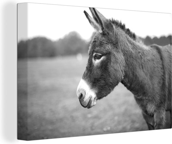 Canvas schilderij 140x90 cm - Wanddecoratie Close-up dwergezel - zwart ...