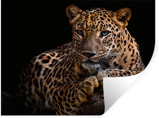 Muurstickers - Sticker Folie - Wilde dieren - Panter - Portret - Zwart - Dieren -... | bol
