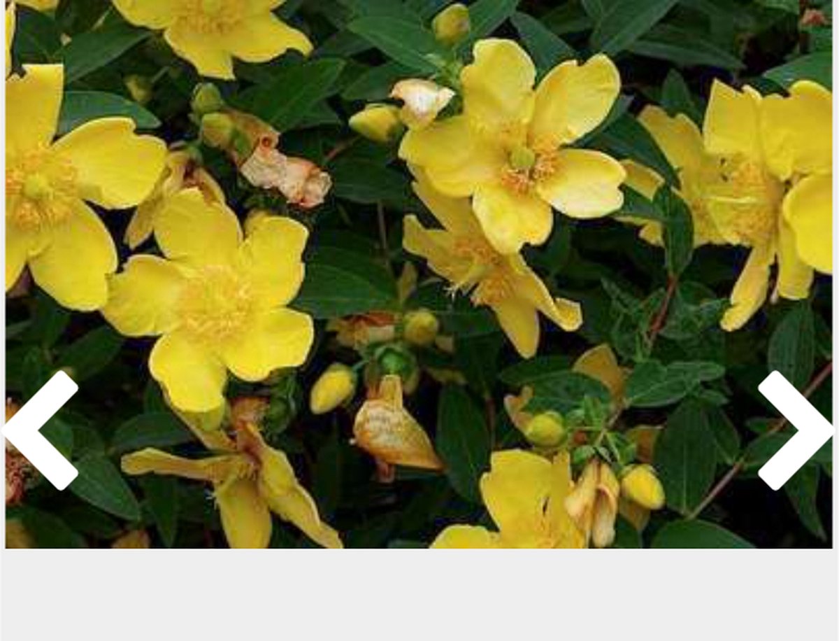 25 x Hypericum hybr. 'Hidcote' - Herfsthooi 30- 40 cm blote wortel | bol