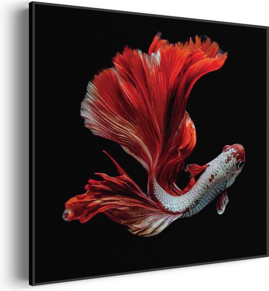 Akoestisch Schilderij The Betta Fish Vierkant Basic XL (100X100 ...
