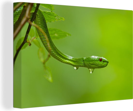 Canvas Schilderij Groene slang van dichtbij - 120x80 cm - Wanddecoratie ...