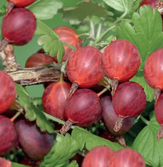 Ribes uva-crispa HinnonmÃ¤ki RÃ¶d - rode kruisbes -bessenstruik ...