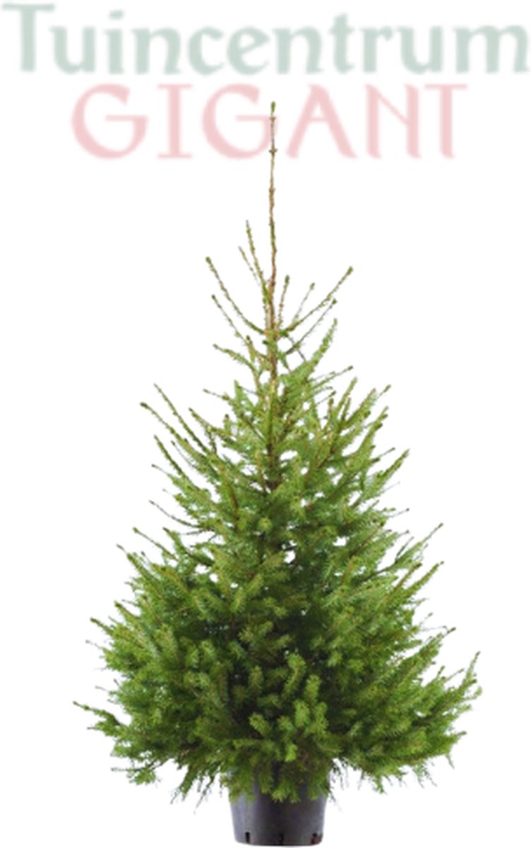Echte kerstboom in pot - met kluit - 150-175cm - 'Picea Omorika' | bol.com