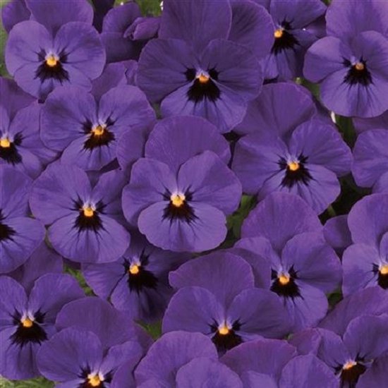 Viola x cornuta Twix® Deep Blue with Eye | bol