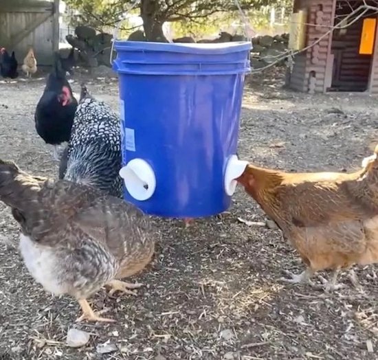 Pluimvee 2x feeder - automatisch voersysteem - 2 feeders en gatenzaag ...