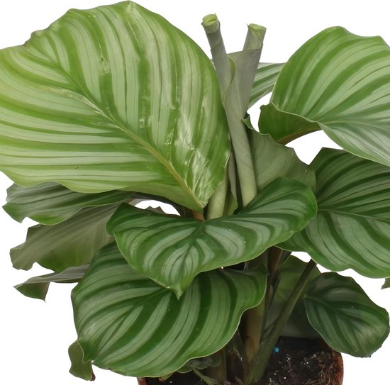 Calathea – Marantaceae (Calathea orbifolia) – Hoogte: 60 cm – van ...