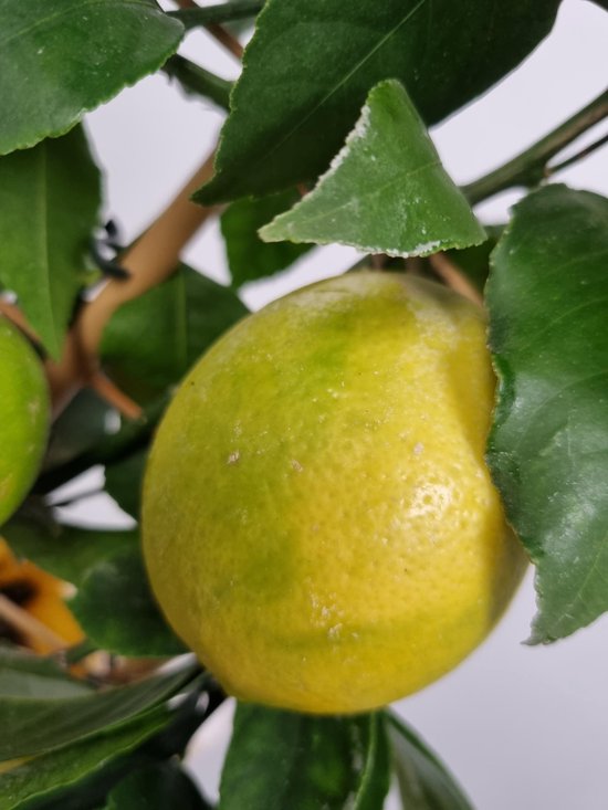 Citrus Lemon - op rekje met 3+ echte vruchten - potmaat 14 cm ...