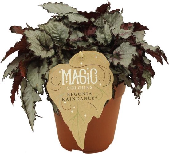 Begonia – Stippenbegonia (Begonia Rex Raindance) – Hoogte: 25 cm – van ...