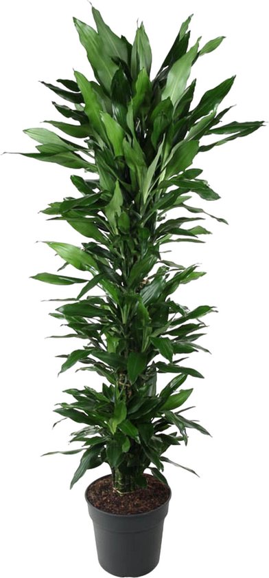 Groene plant – Drakenboom (Dracaena Janet Lind) – Hoogte: 170 cm – van ...