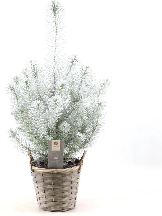 Naaldboom – Den (Pinus) met bloempot – Hoogte: 50 cm – van Botanicly | bol