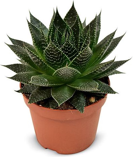 Vetplant – Aloe Ami (Aloe Ami) – Hoogte: 15 cm – van Botanicly | bol