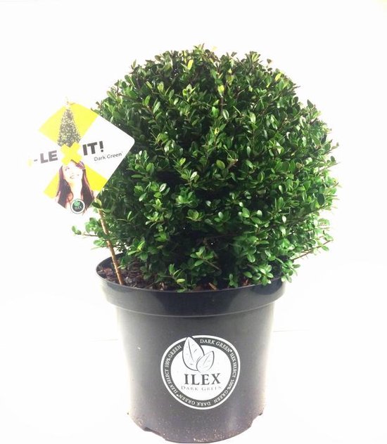 Ilex crenata 'Dark green'® bol 30/+ | bol