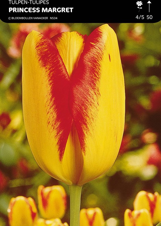 50 x Tulp 'Princess Margaret Rose' Bloembollen - Felle Roze Bloemen met ...