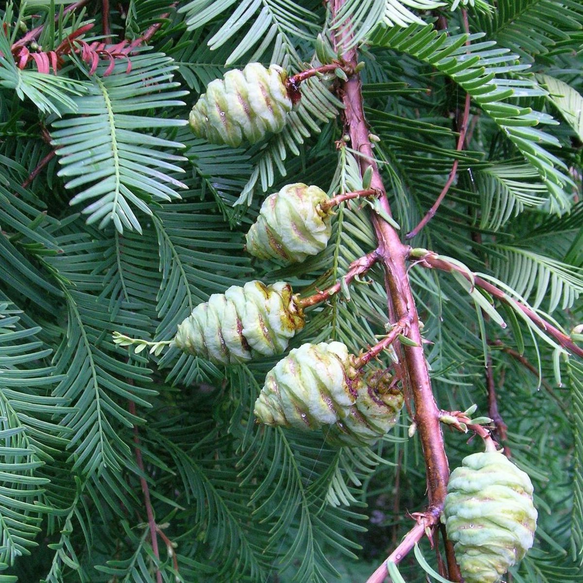 Metasequoia glyptostroboides - Chinese sequoia 100-125 cm kluit | bol.com